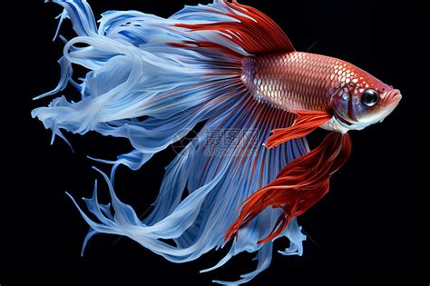 水中的美丽斗鱼高清图片下载 正版图片600845678 摄图网