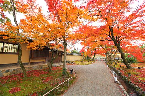 宝厳院 紅葉