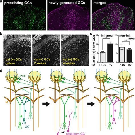 9 Turnover Of Preexisting Old Gcs And Newly Generated Gcs A Newly Download Scientific