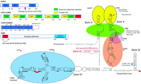 Domain Organization Of Itafs Involved In Type I Ires Driven