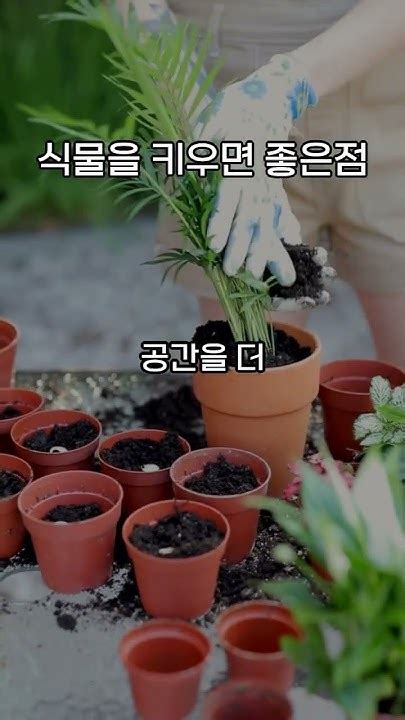 식물 키우면 좋은점 식물 식물초보 식물튜브 식물일기 식물 식물힐링 식물키우기 식집사 화분만들기 화분 식물