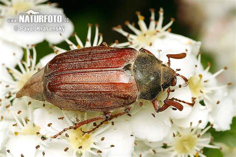 May Beetle Photos, May Beetle Images, Nature Wildlife Pictures ...