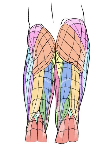 伊豆の美術解剖学者 kato anatomy Twitter Human anatomy for artists Human