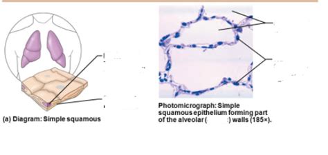 Simple Squamous Diagram Quizlet