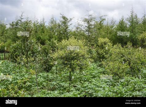 Indigenous Trees Young Indigenous Trees Forest Near The Mountain Stock