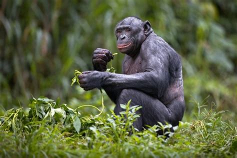 コンゴ民主共和国の世界遺産「サロンガ国立公園」とは？世界遺産マニアが解説 世界遺産マニア