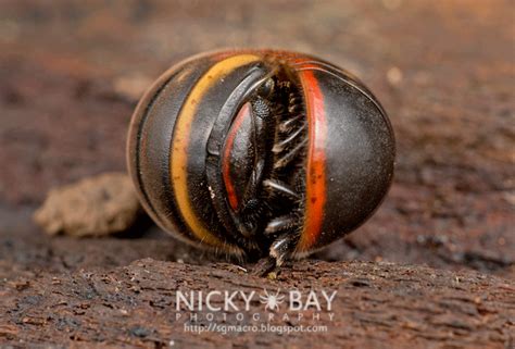 The Roly Poly Pill Millipede Macro Photography In Singapore