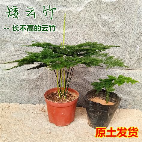 唐山云竹盆栽小苗唐山矮文竹竹文竹球办公室微盆景常青 虎窝淘