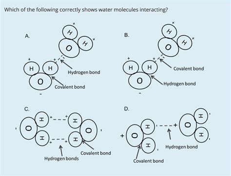 Solved Which Of The Following Correctly Shows Water