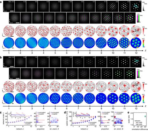 Coupling Naturally Induces Modularity With Fixed Scale Ratios And