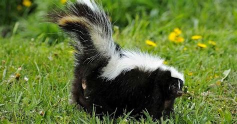 Comprehensive Guide To Understanding And Managing Skunk Scent Critter