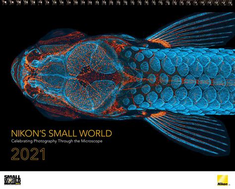 2021 Nikon Small World Wall Calendar Now Available News Nikon Small