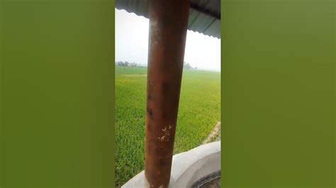 মাগুরা মোহাম্মদপুর নহাটা ইছামতি বিলের দৃশ্য Youtube