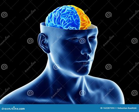 The Two Brain Hemispheres Royalty Free Illustration