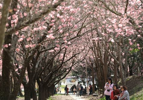 武陵農場花季全台最盛！內行人私房視角揭三公里長「櫻花河」 城市學