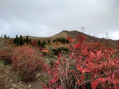 紅葉🍁黃葉の武奈ヶ岳 Fujiharuさんの比良山地・武奈ヶ岳・釈迦岳の活動データ Yamap ヤマップ