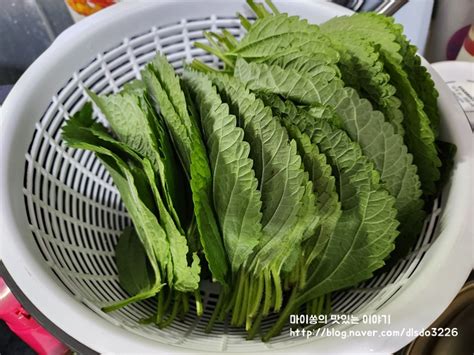 깻잎김치 매콤짭쪼름 맛있는 밑반찬 양념깻잎만들기