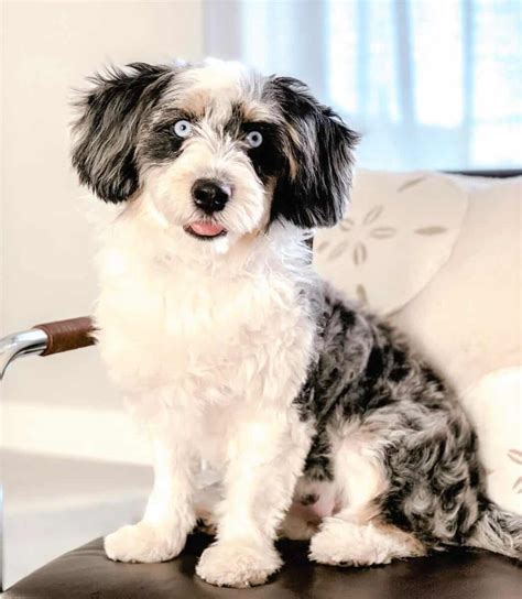 Miniature Aussiedoodle