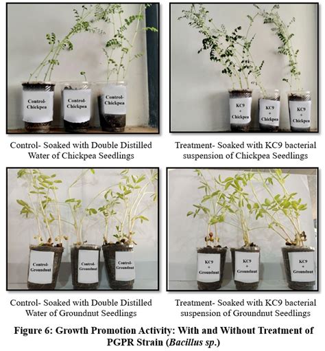 Screening Of Bacillus Sp Oq654027 Mediated Seed Bio Priming Enhance Plant Growth Promotion