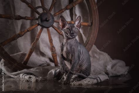 Kitty Cat Sphinx Naked Bald Stock Photo Adobe Stock