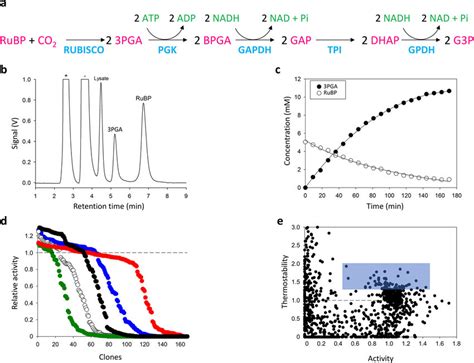 Dual Hts Assay A Nadh Linked Enzymatic Assay Of Rubisco Activity