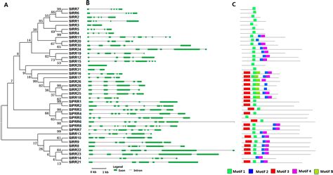 IJMS Free Full Text Genome Wide Identification And Expression