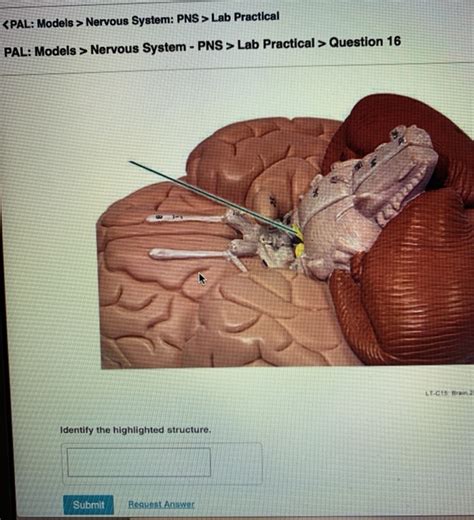 Solved Nervous System PNS Lab Practical PAL Models Chegg