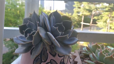 걸이대다육이 이제 걱정보다 힐링을 줍니다물먹고 건강해진 창틀 다육이들확장형아파트베란다 노숙 다육이키우기succulent