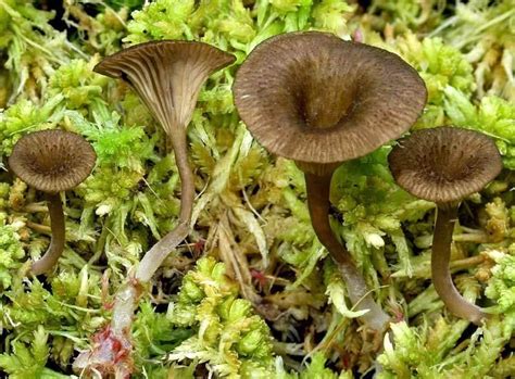 Omphalina Alchetron The Free Social Encyclopedia