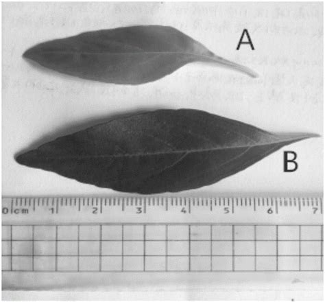 Method For Inducing Andrographis Paniculata Polyploidy Eureka Patsnap Develop Intelligence