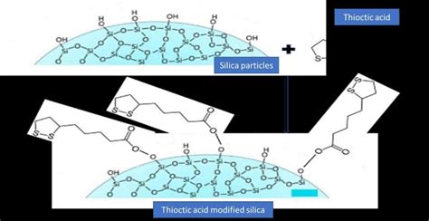 Schematic Diagram Of Chemical Interaction Between Silica And Thioctic