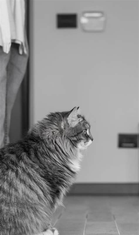 Pretty Siberian Cat Female Brown Tabby Sitting On The Floor Stock Image Image Of Female