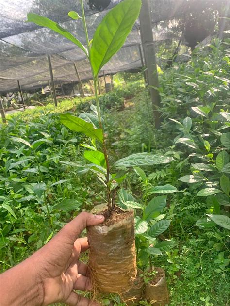 Buy And Sell In Colombo Sri Lanka Facebook Marketplace