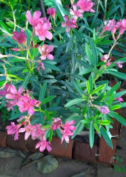 7 Poisonous Weeds To Avoid That Might Be Lurking In Your Yard Artofit