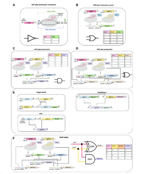 Crispr Dcas Based Genetic Circuits A A Not Gate Based On Crispri