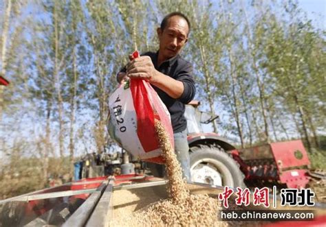 廊坊秋粮颗粒归仓 冬小麦播种103万余亩 澎湃号政务 澎湃新闻 The Paper