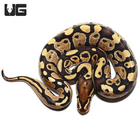 Enchi Fire Ball Python