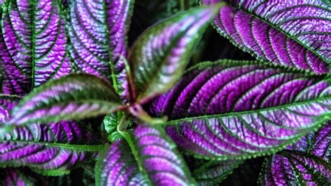 Wallpaper Strobilanthes Leaves Green Purple Macro Dark Hd Picture