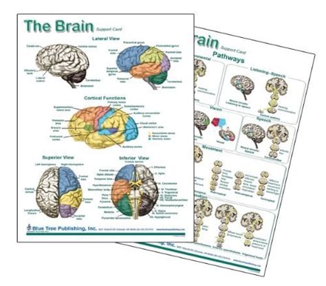 Brain Anatomical Charts Laminated Neuroscience News