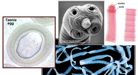 Intro And Platyhelminthes Test 1 Parasitology Flashcards Quizlet