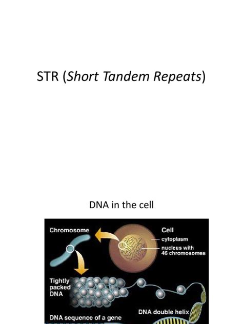 Str Short Tandem Repeat Pdf
