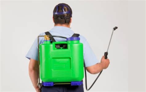 A Step By Step Guide To Get Rid Of Bedbugs Conquer Pest