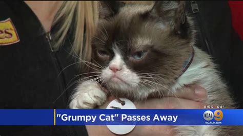 Internet Pop Culture Sensation Grumpy Cat Dead At 7 Youtube