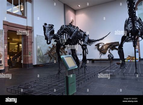 Interior View Of Senckenberg Museum In Frankfurt Am Main Germany Stock