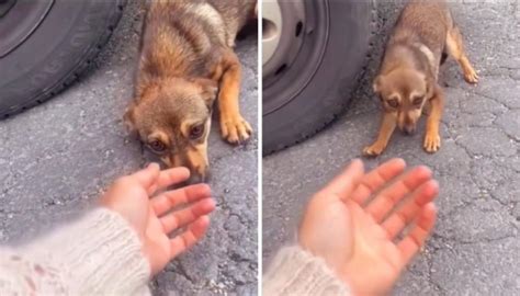 Devojka Zaustavila Auto Da Bi Spasila Psa Sa Ulice Kurir