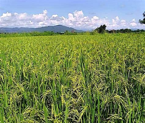 တမူးမြို့နယ်၌ မိုးရာသီစိုက်ပျိုးရေး ကာလအတွင်း မိုးသီးနှံစုံ ၅၈၃၁၀ ဧက စိုက်ပျိုးရန် လျာထား