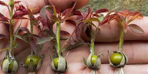 Propagating Roses Without Roots A Guide To Growing Roses From Cuttings