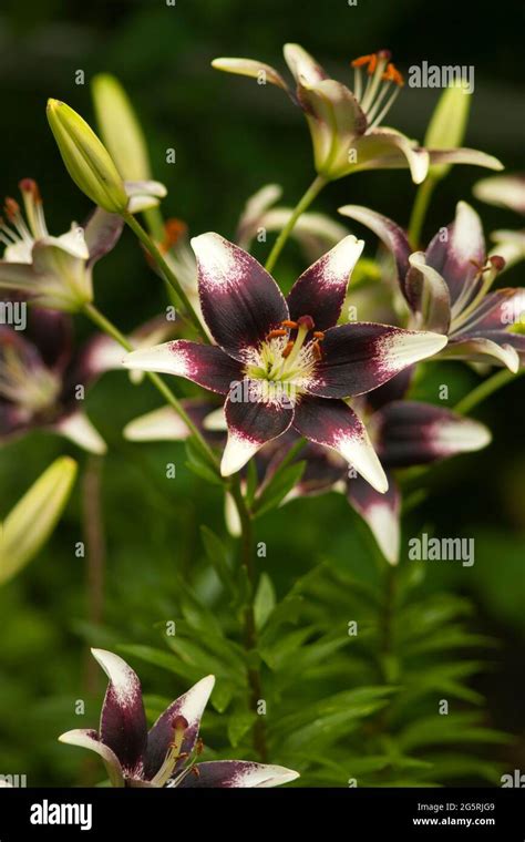 Lilium Asiatic Nettys Pride Lilium Asiatic Nettys Pride Flowers In