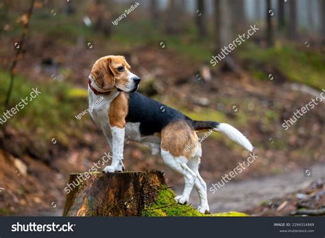 57 420 imágenes de Beagle dog portrait Imágenes fotos y vectores de