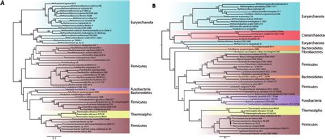 —concatenated Maximum Likelihood Trees Of Proteins Encoded By Two Download Scientific Diagram